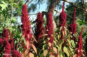 Andien superviljalla amarantilla uskottiin olevan yliluonnollisia ...